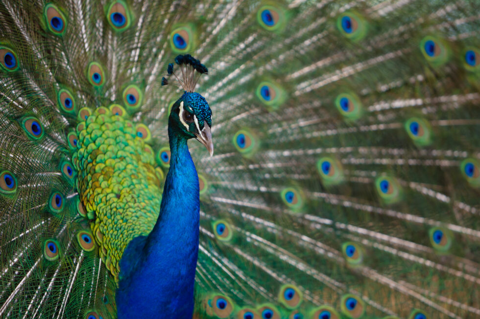 NDIS Animal Program | Compassion Connect