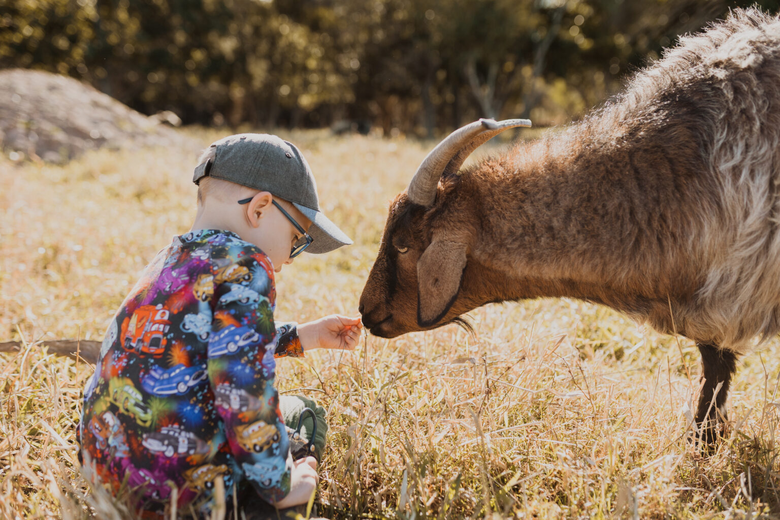NDIS Animal Program | Compassion Connect